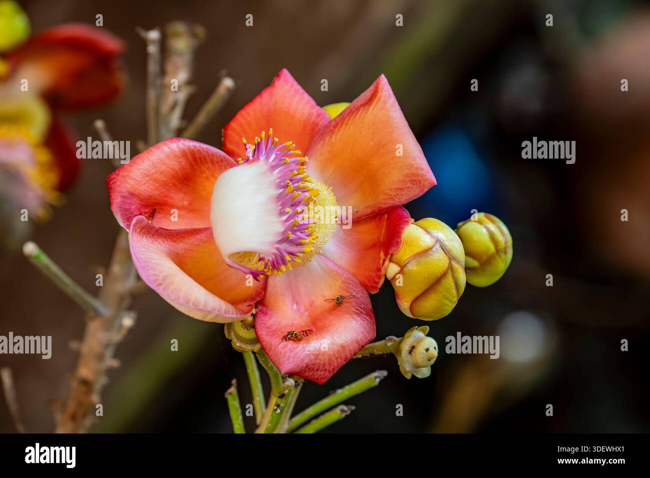 Deciduous tree in the family lecythidaceae hi-res stock photography and ...