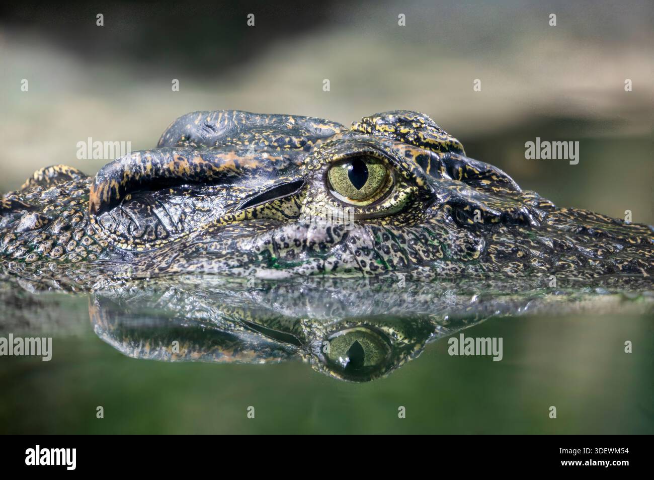 The head of Siamese crocodile (Crocodylus siamensis) is a medium-sized ...