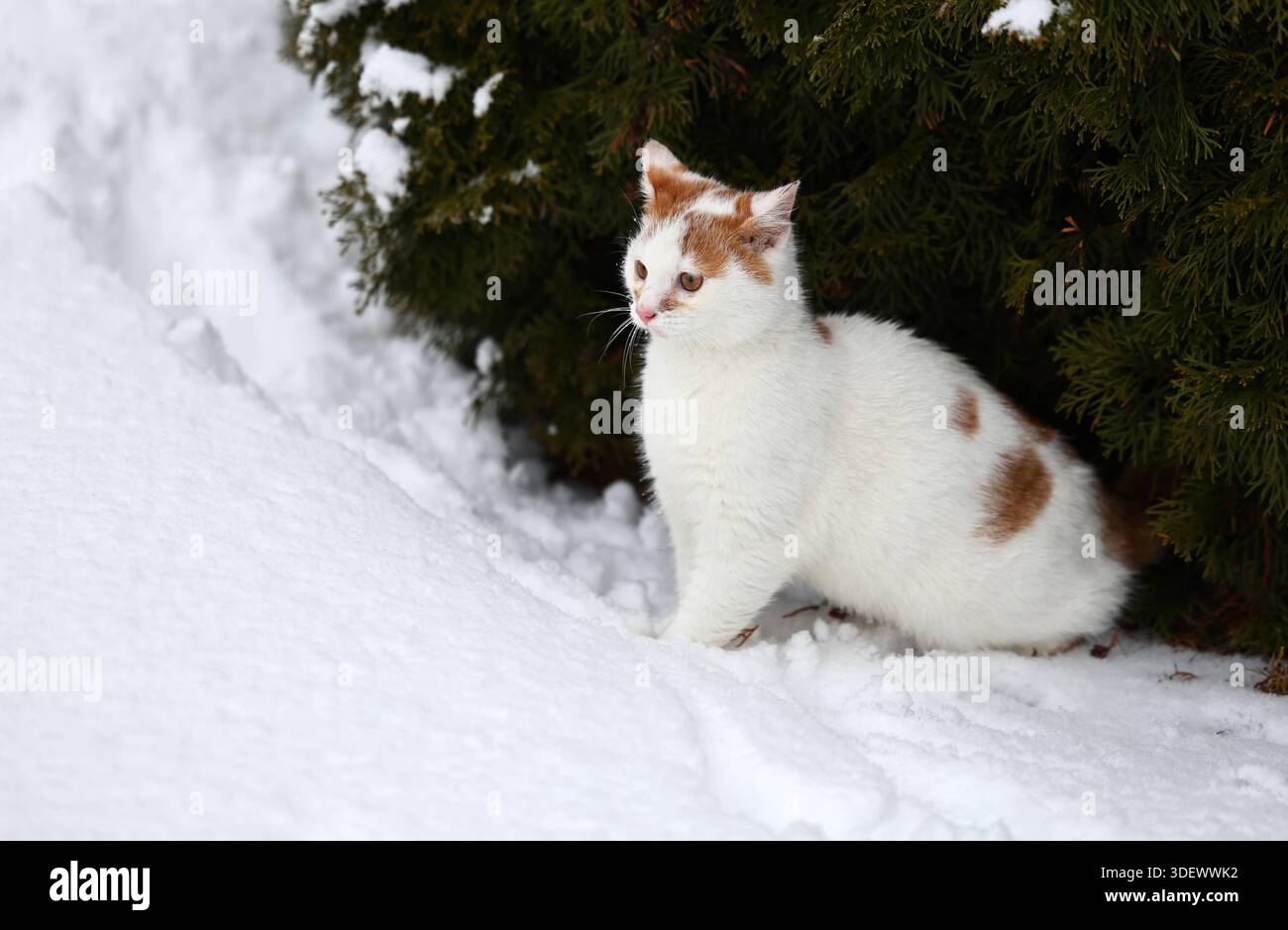 Winterwetter 09.01.2026, Ostramondra, eine Katze sitzt im Schnee ...
