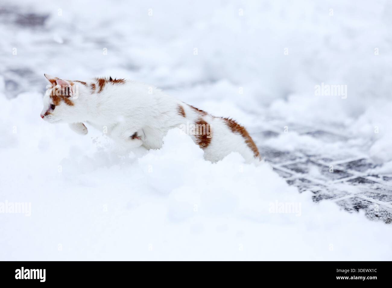 Winterwetter 09.01.2026, Ostramondra, eine Katze springt von einem von ...