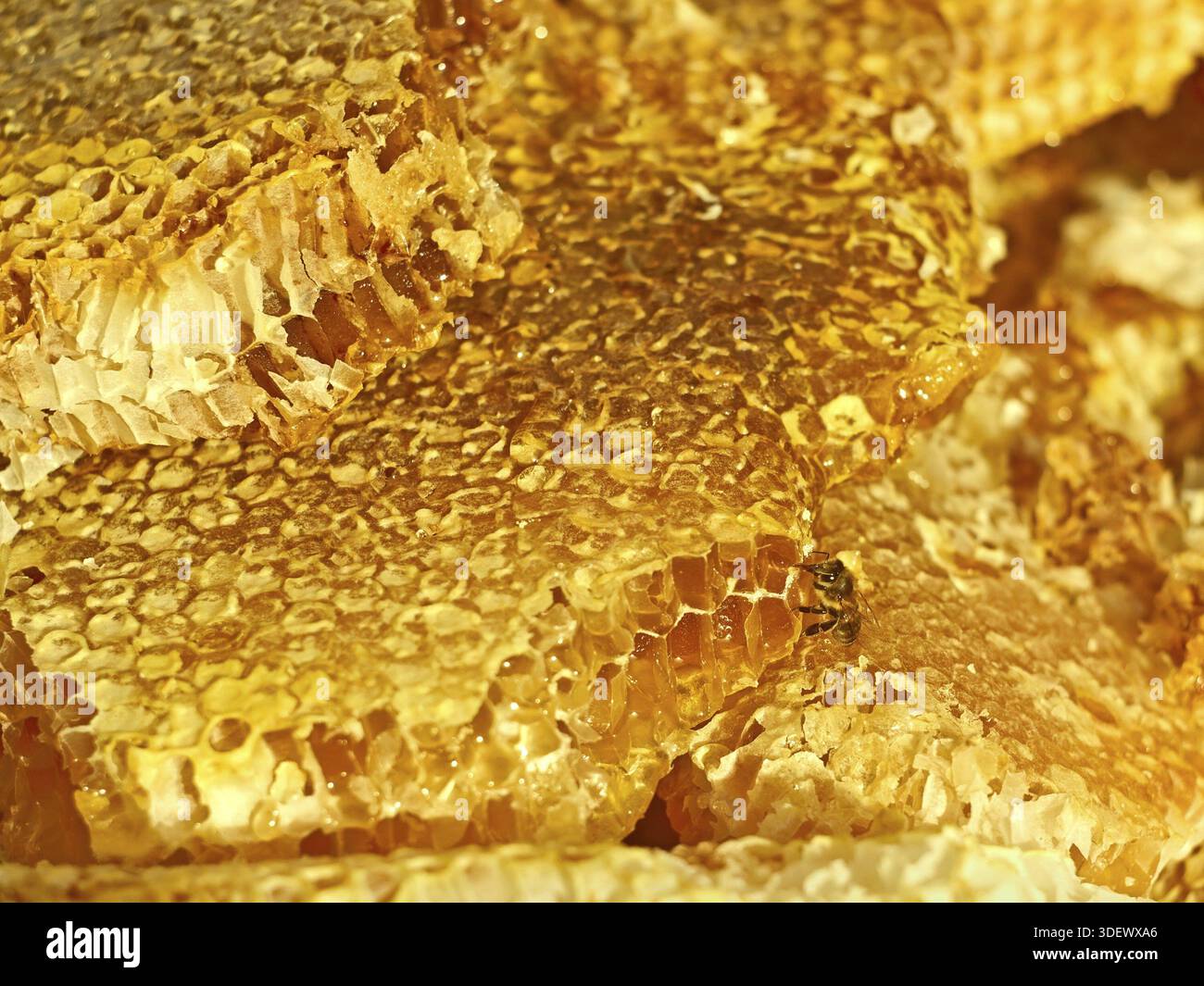 Broken honeycomb with honey, a bee on the honeycomb cells surface Stock ...