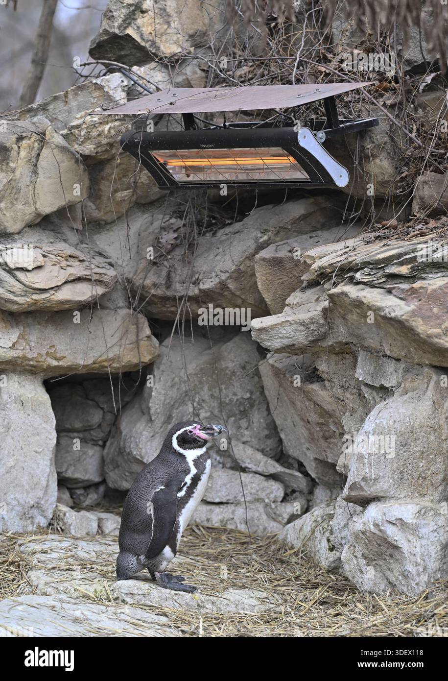 Humboldt penguins in freezing weather in the Zlin Zoo, Czech Republic ...