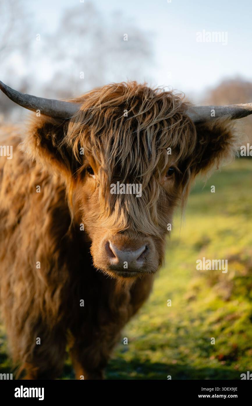 Shaggy highland cow looks hi-res stock photography and images - Alamy