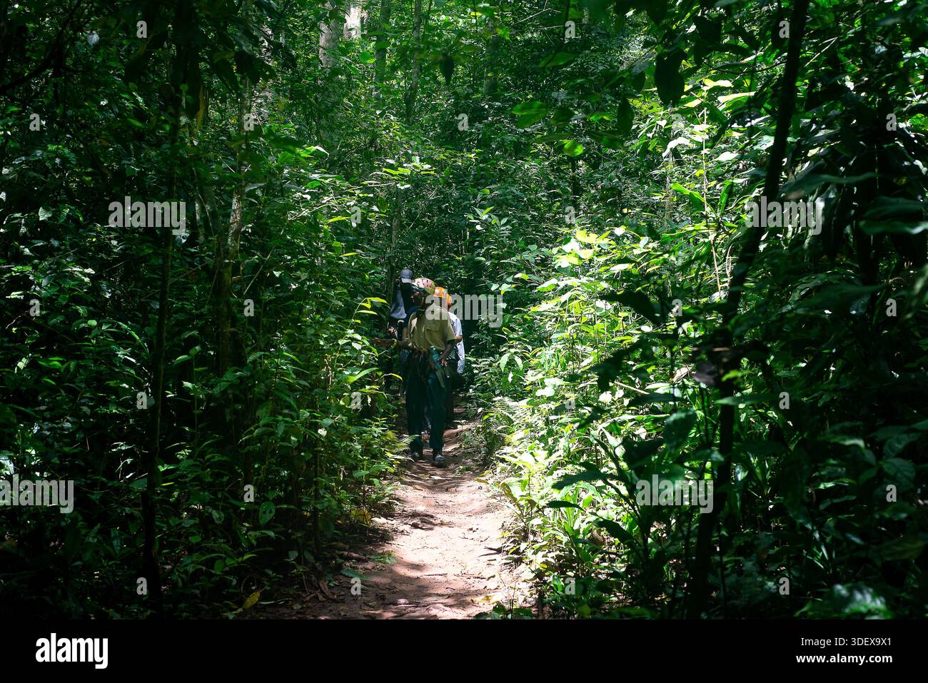 Mabira guided eco tour hi-res stock photography and images - Alamy