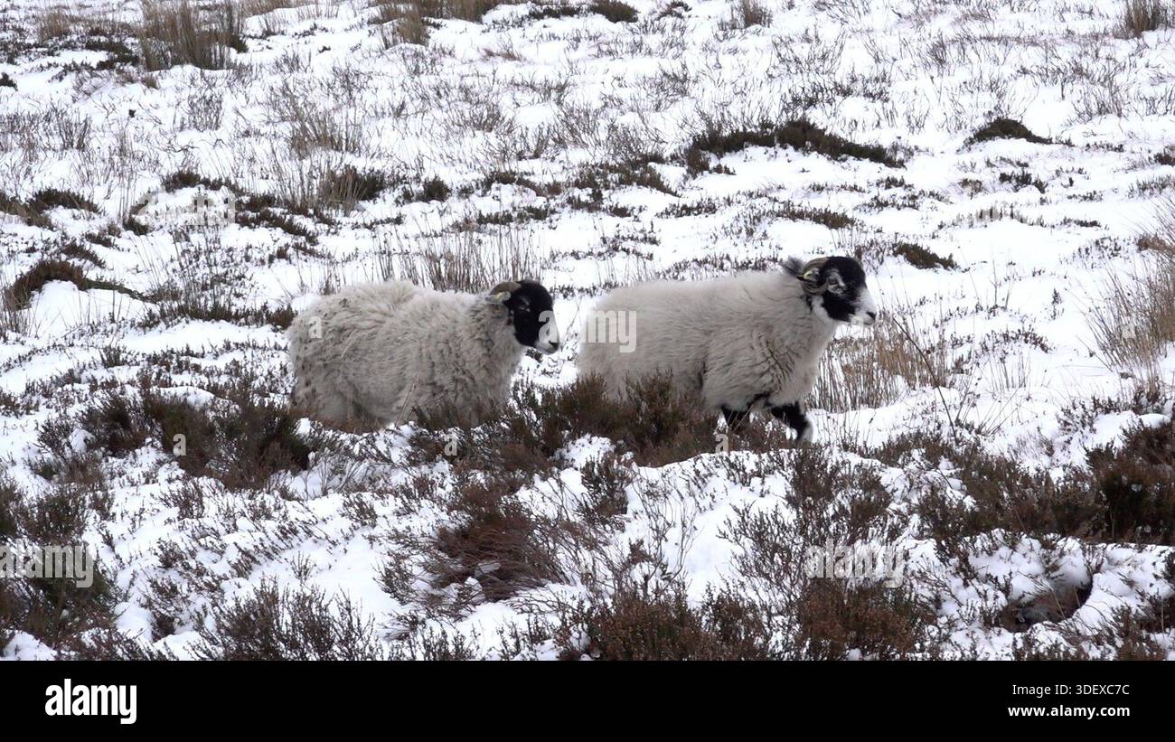 Sheep in fields covered with snow near Strines in the Peak District ...