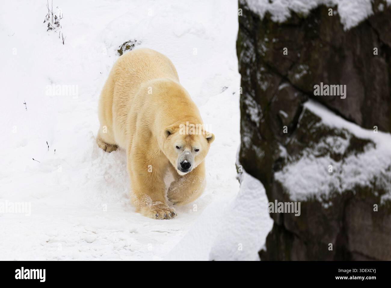 09 January 2026, Lower Saxony, Hanover: A polar bear is out and about ...