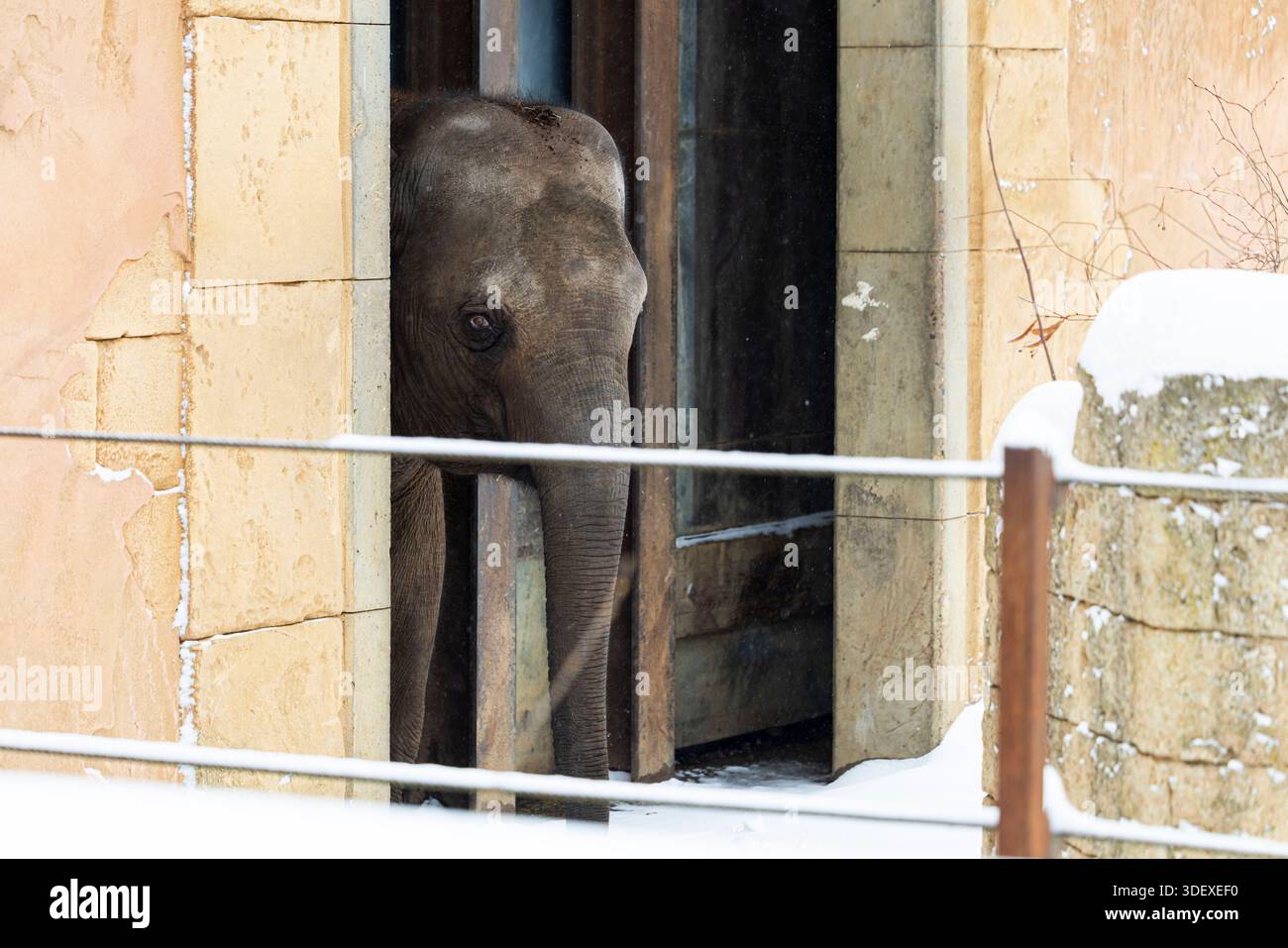 Hanover, Germany. 09th Jan, 2026. An elephant looks out of an indoor ...