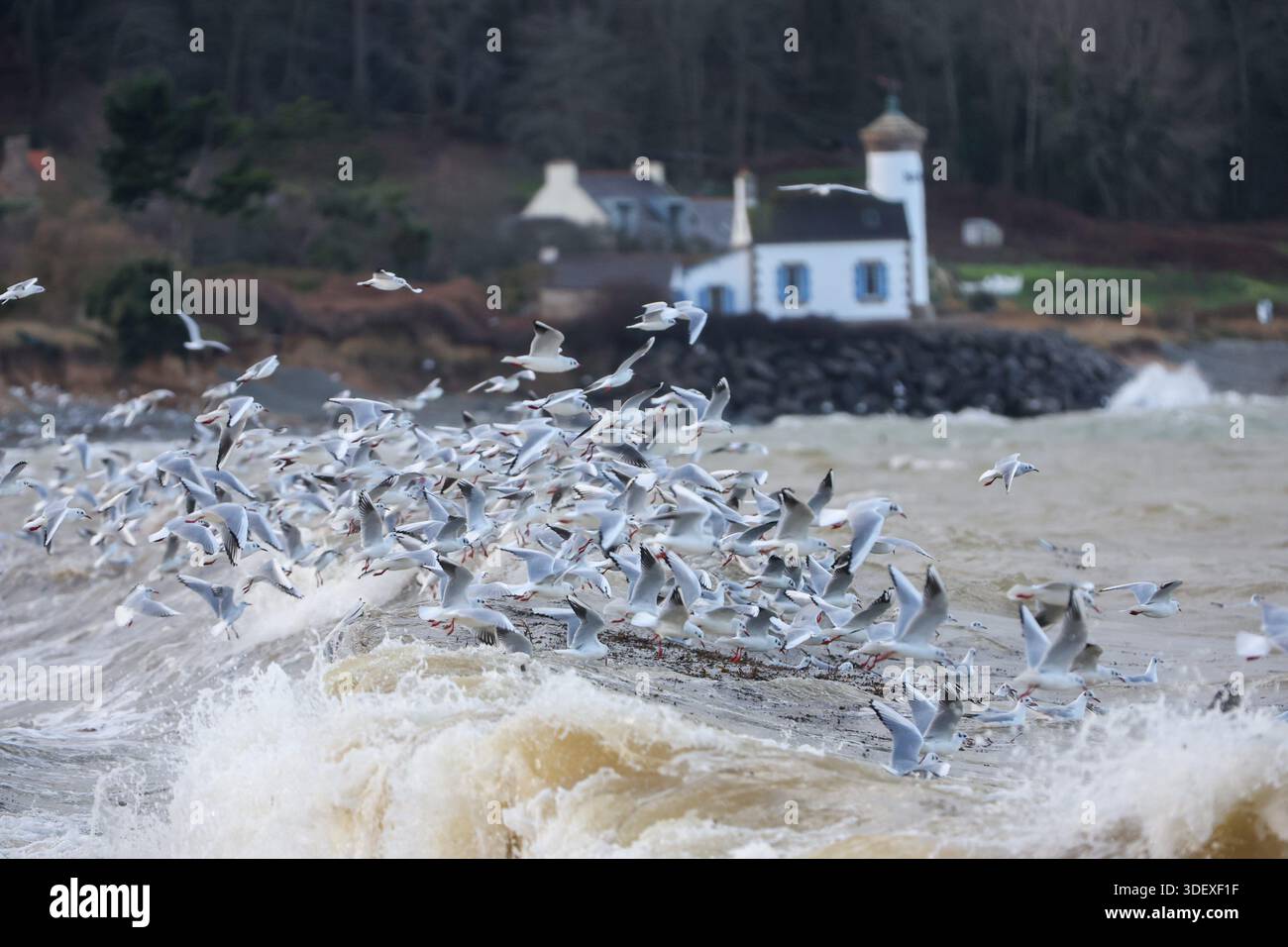 ©PHOTOPQR/LE TELEGRAMME/Lionel Le Saux ; LOUANNEC ; 08/01/2026 ...