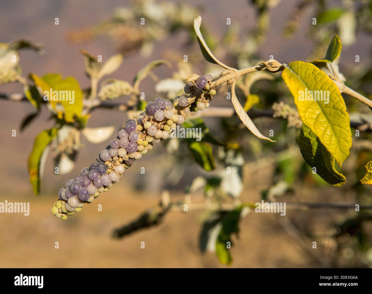 Madagascar butterfly bush (Buddleja madagascariensis), a sprawling or ...