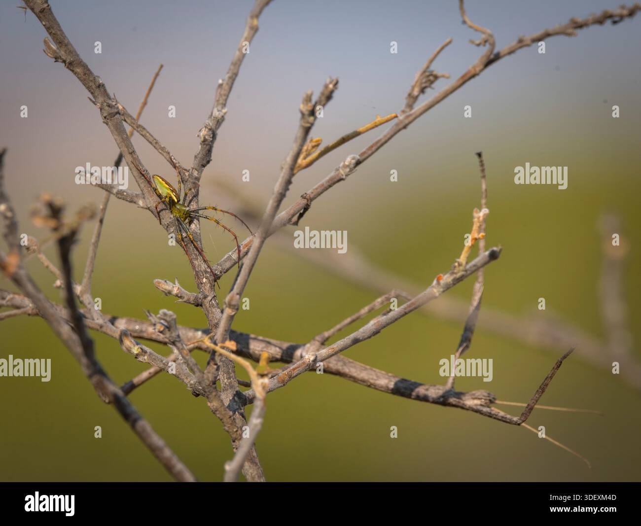 Several species of spiders hi-res stock photography and images - Alamy