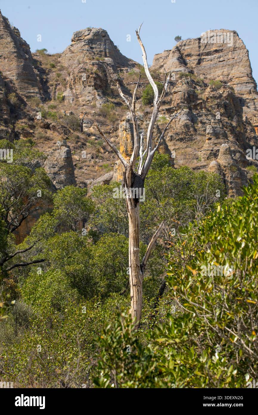 The image shows a tree of the family Asteropeiaceae that has been ...