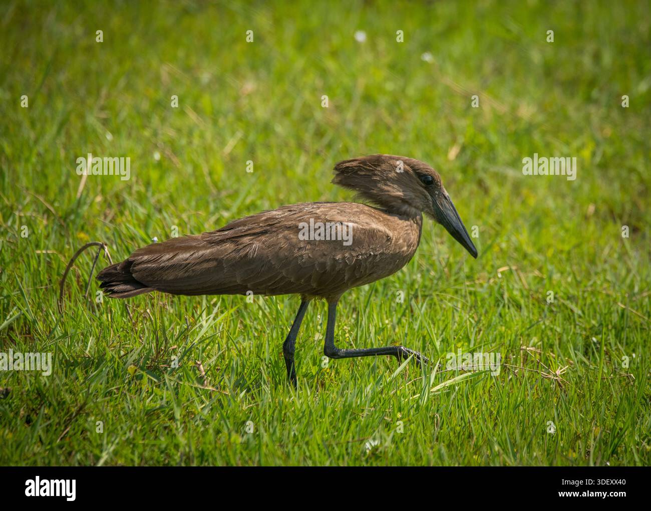 Hamerkop (Scopus umbretta), often referred to as the "hammerhead bird ...