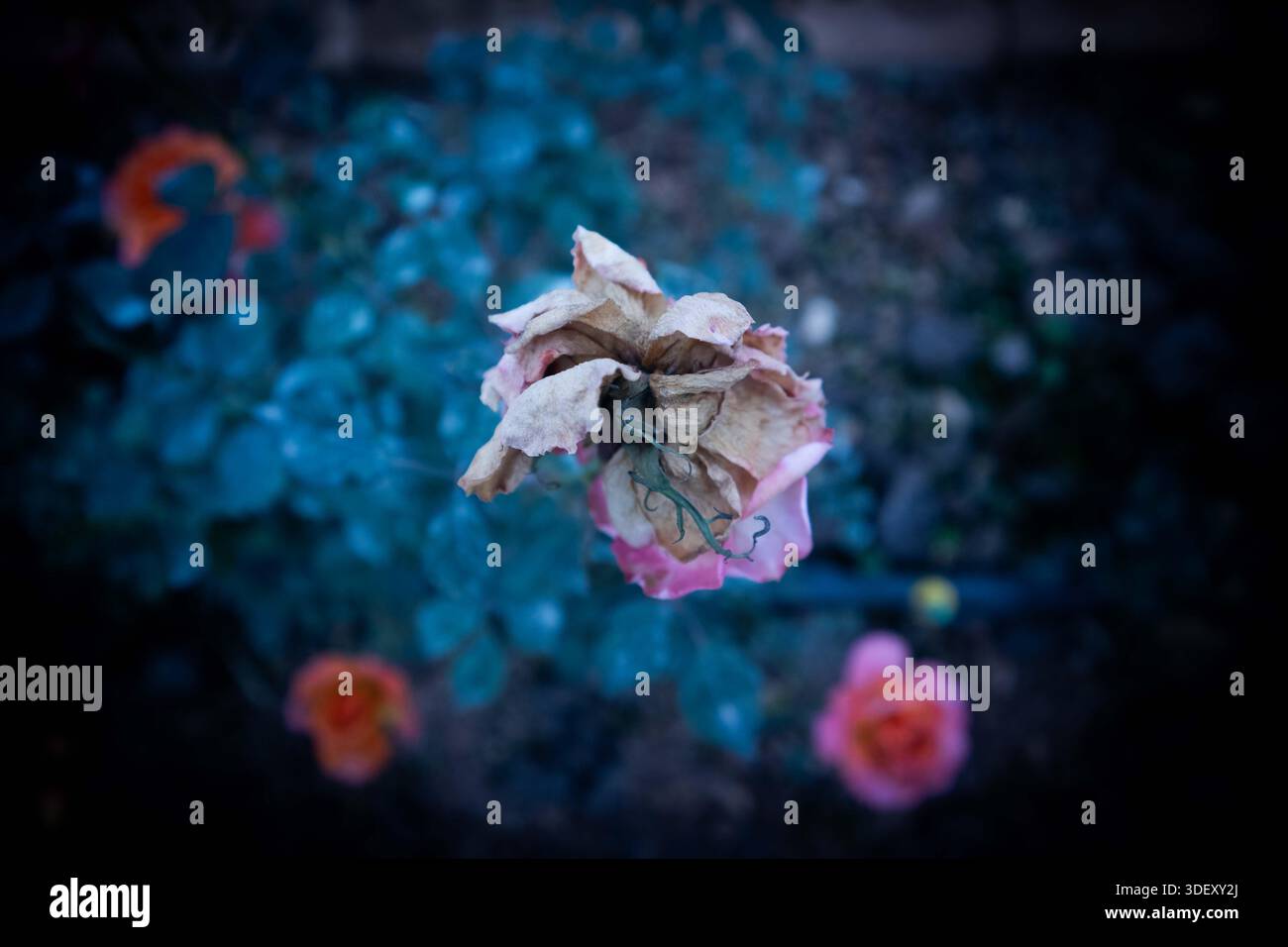 Withered rose flower captured hi-res stock photography and images - Alamy