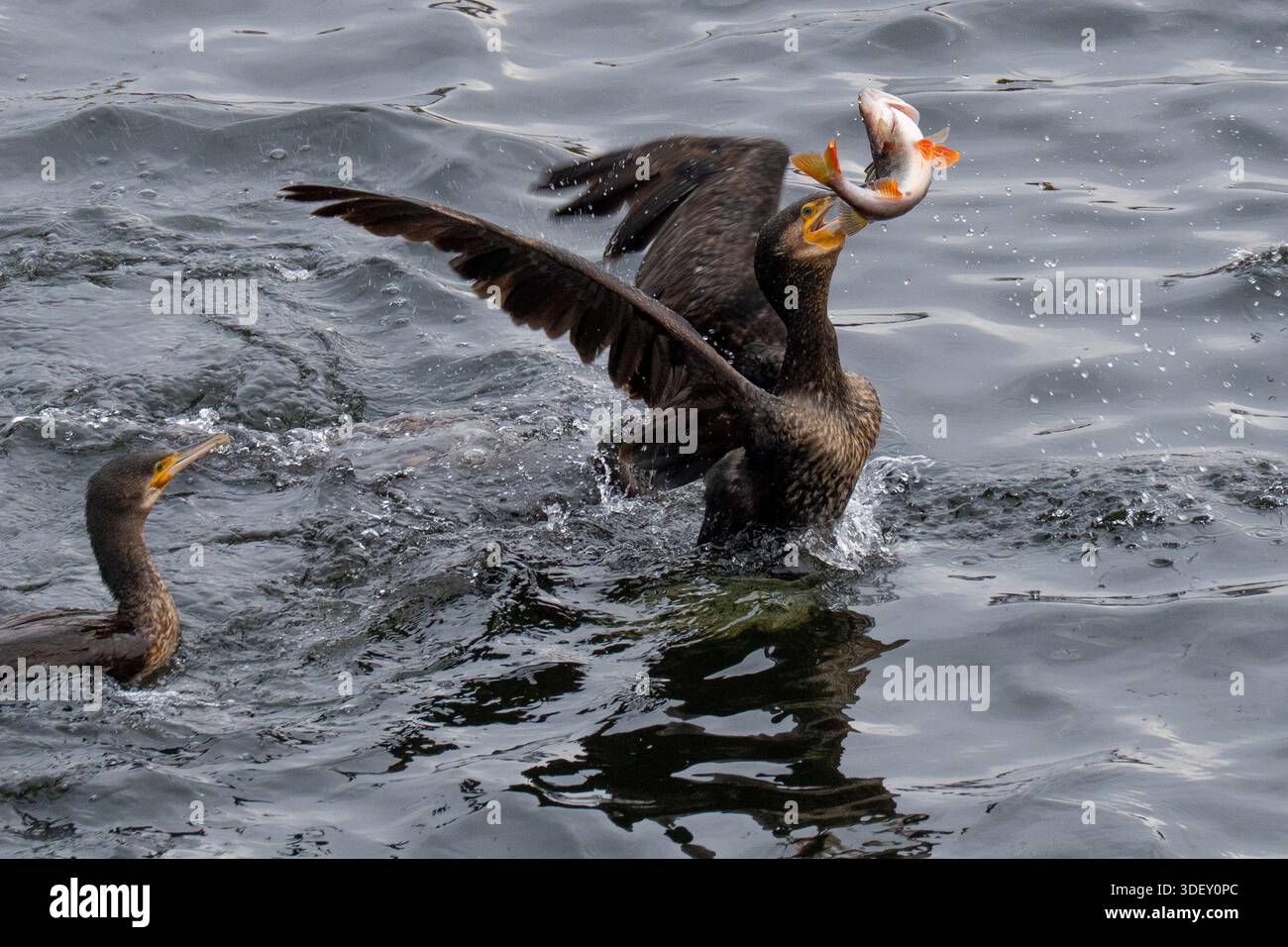 09 January 2026, Brandenburg, Potsdam: Cormorants fighting over a fish ...