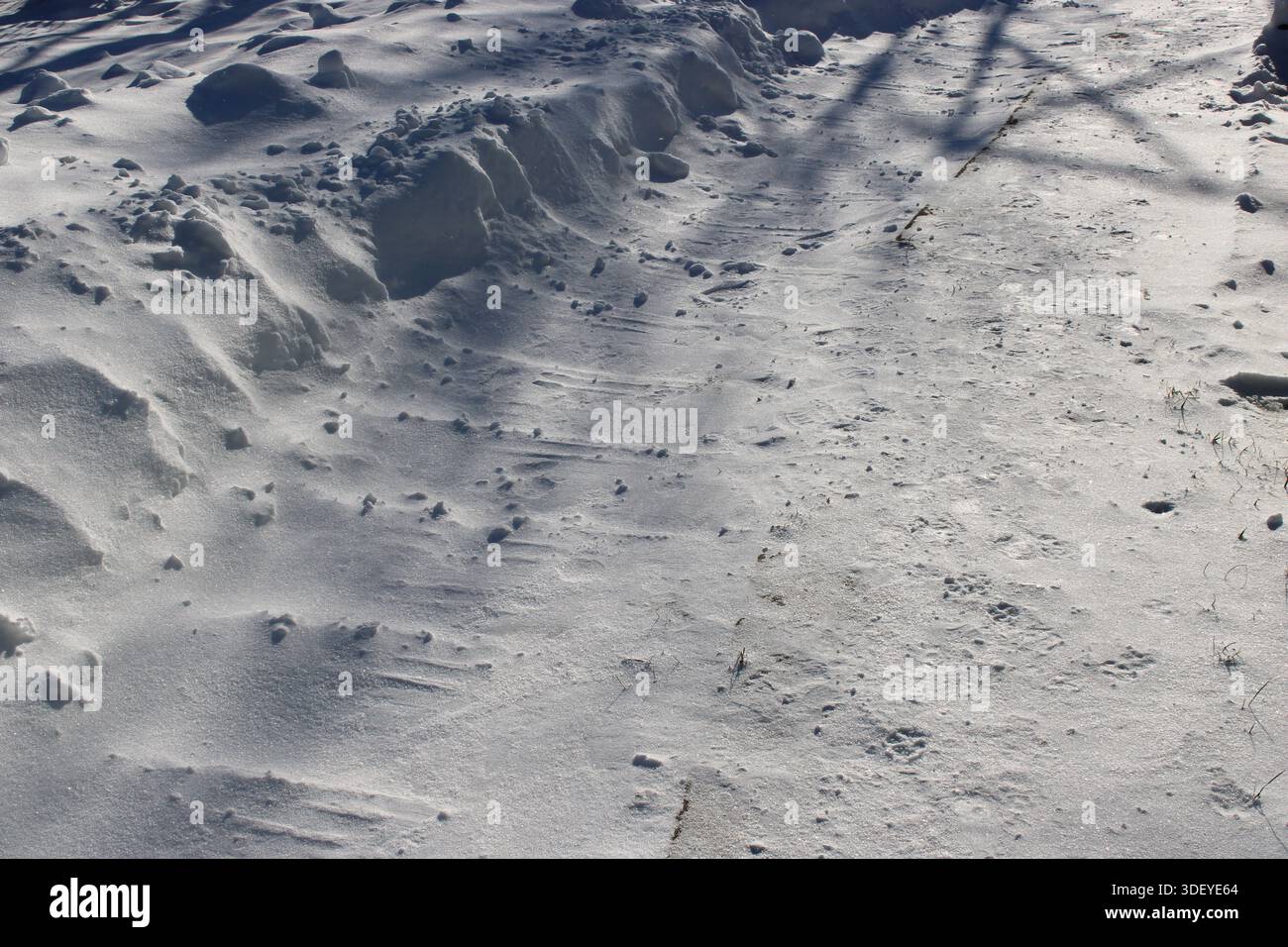 Fresh snow covers the ground on a winter morning. Animal tracks are ...