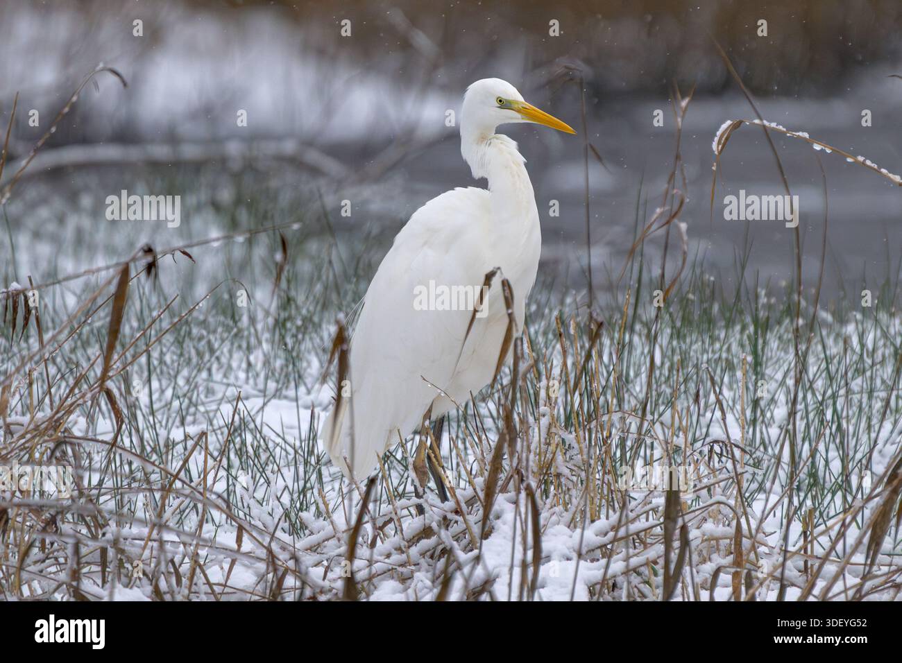 Great egret in snow hi-res stock photography and images - Alamy