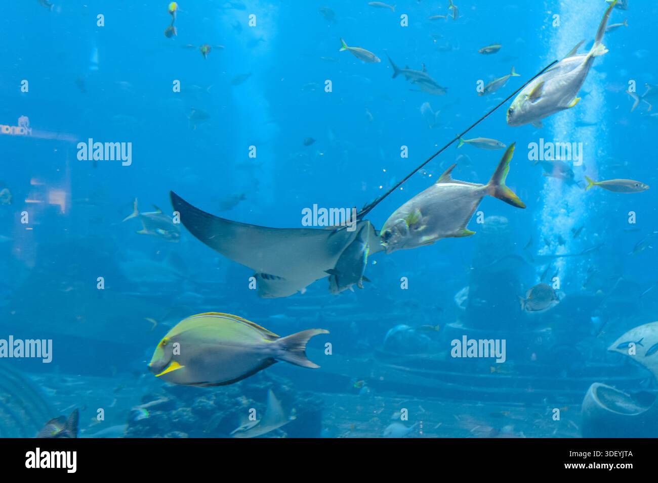 Variety fish 500 species hi-res stock photography and images - Alamy