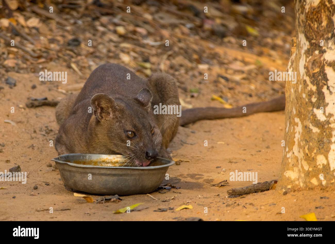 The Kirindy Forest Reserve is widely considered the best place in ...
