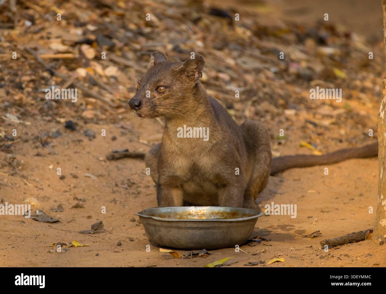The Kirindy Forest Reserve is widely considered the best place in ...