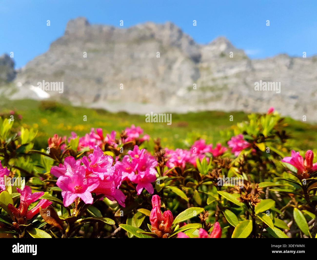 Alpine roses in the mountains hi-res stock photography and images - Alamy