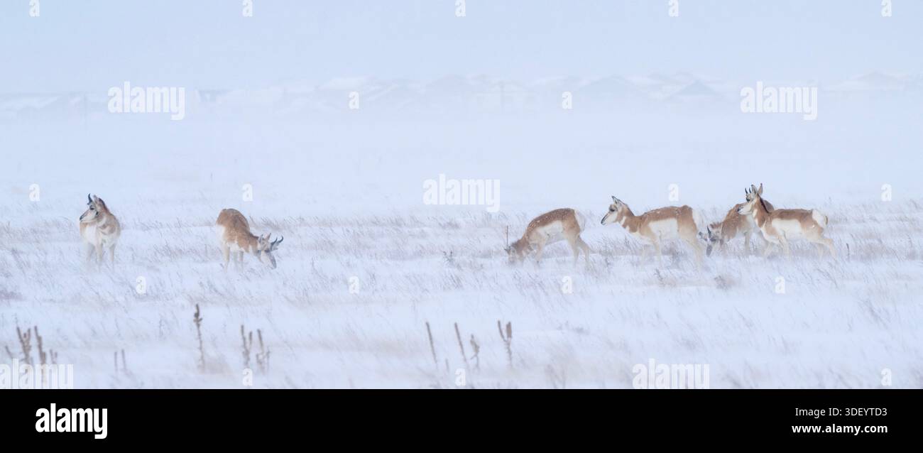 Pronghorns search for food in a field outside Peyton, Colo., Friday ...