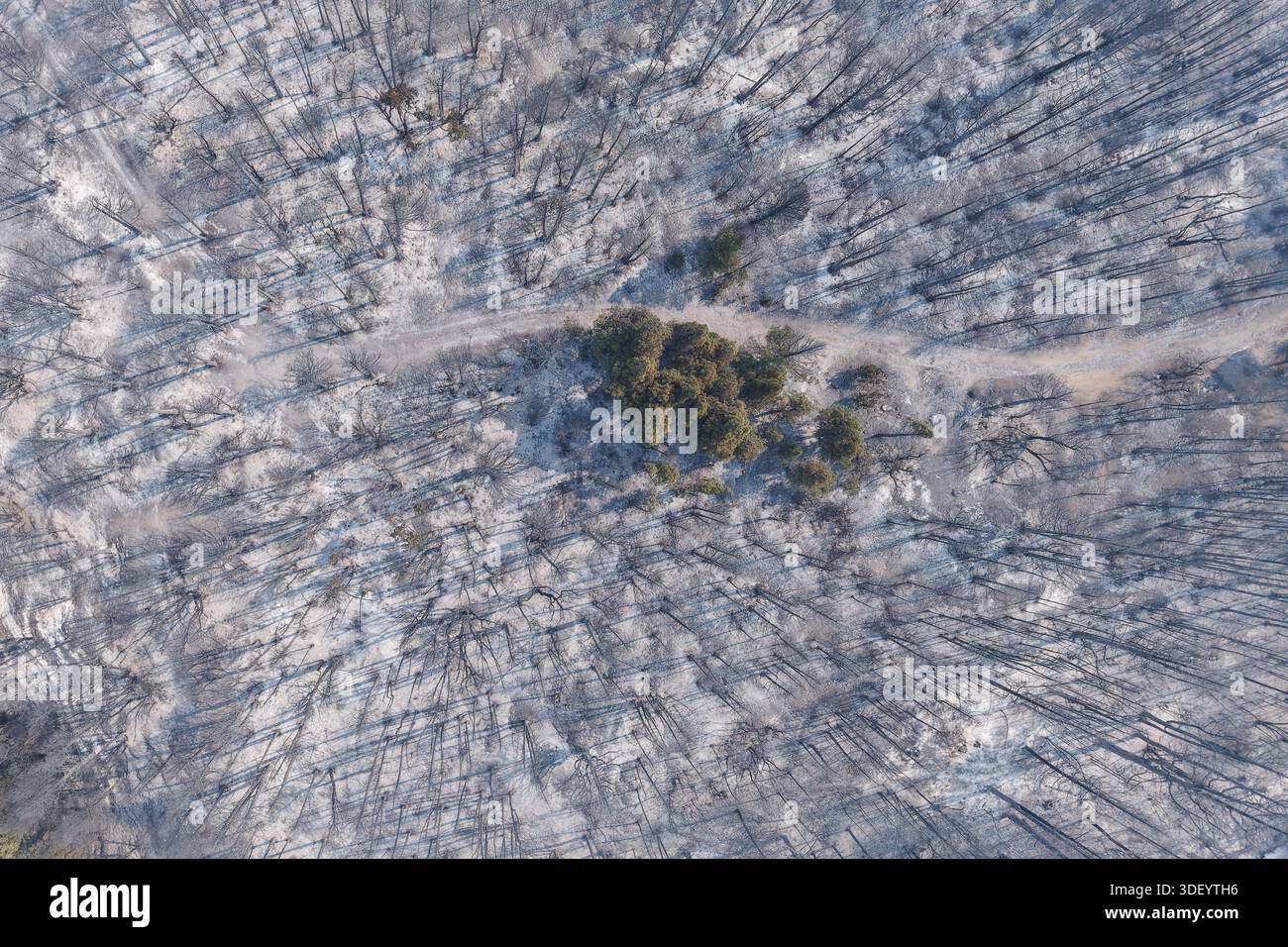 Seen from above, trees are charred after wildfires in Epuyen, Patagonia ...