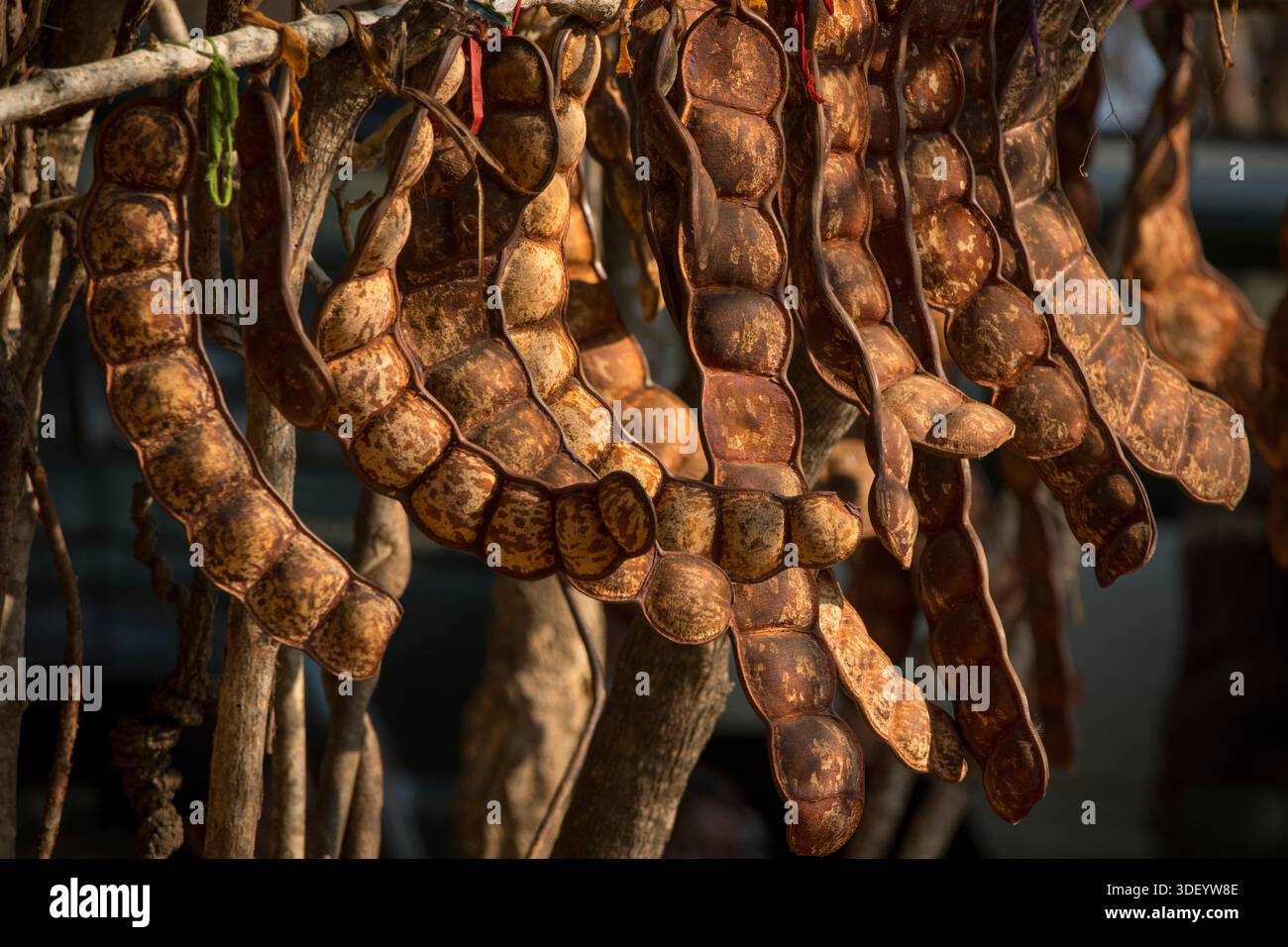 Fruits of the tamarind tree, Bekopaka, Madagascar. The fruit of the ...