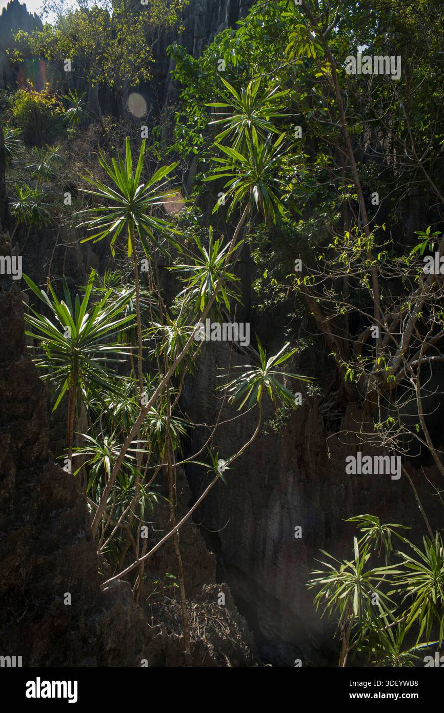 Detail of foliage growing from rock faces in the Grand Tsingy area of ...