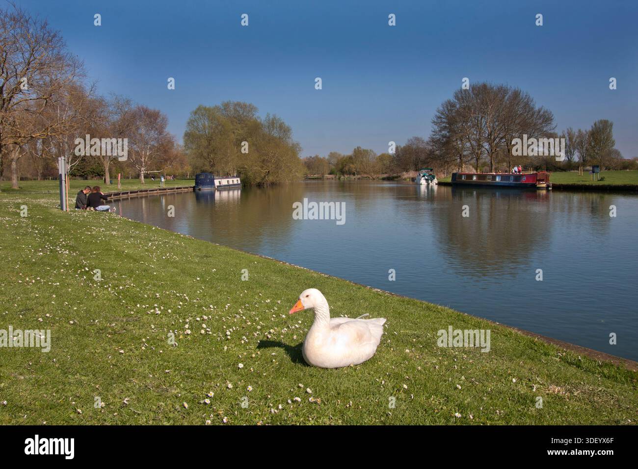 River Thames at Abbey Meadow Park, Abingdon on Thames, Oxfordshire ...