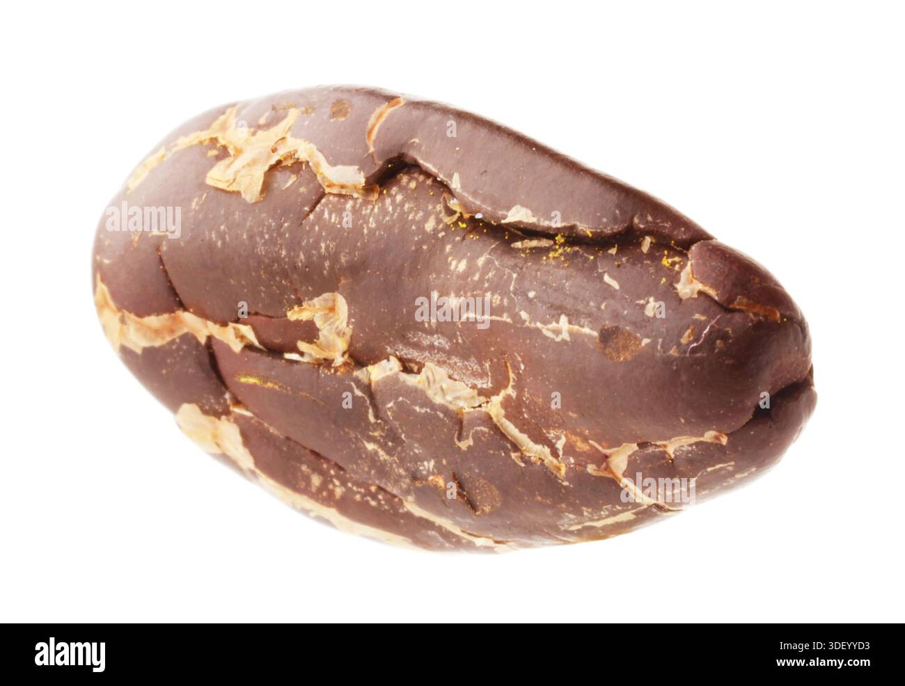 One natural cocoa bean Cut Out Stock Images & Pictures - Alamy