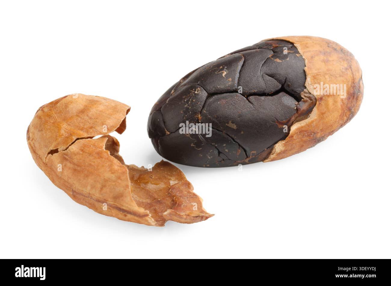 One natural cocoa bean Cut Out Stock Images & Pictures - Alamy