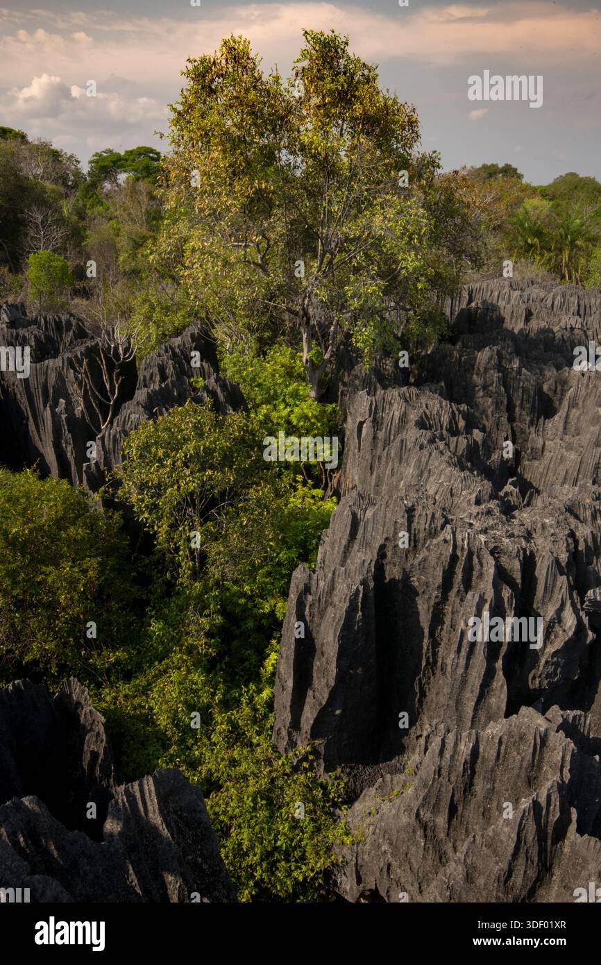Madagascar252159 hi-res stock photography and images - Alamy