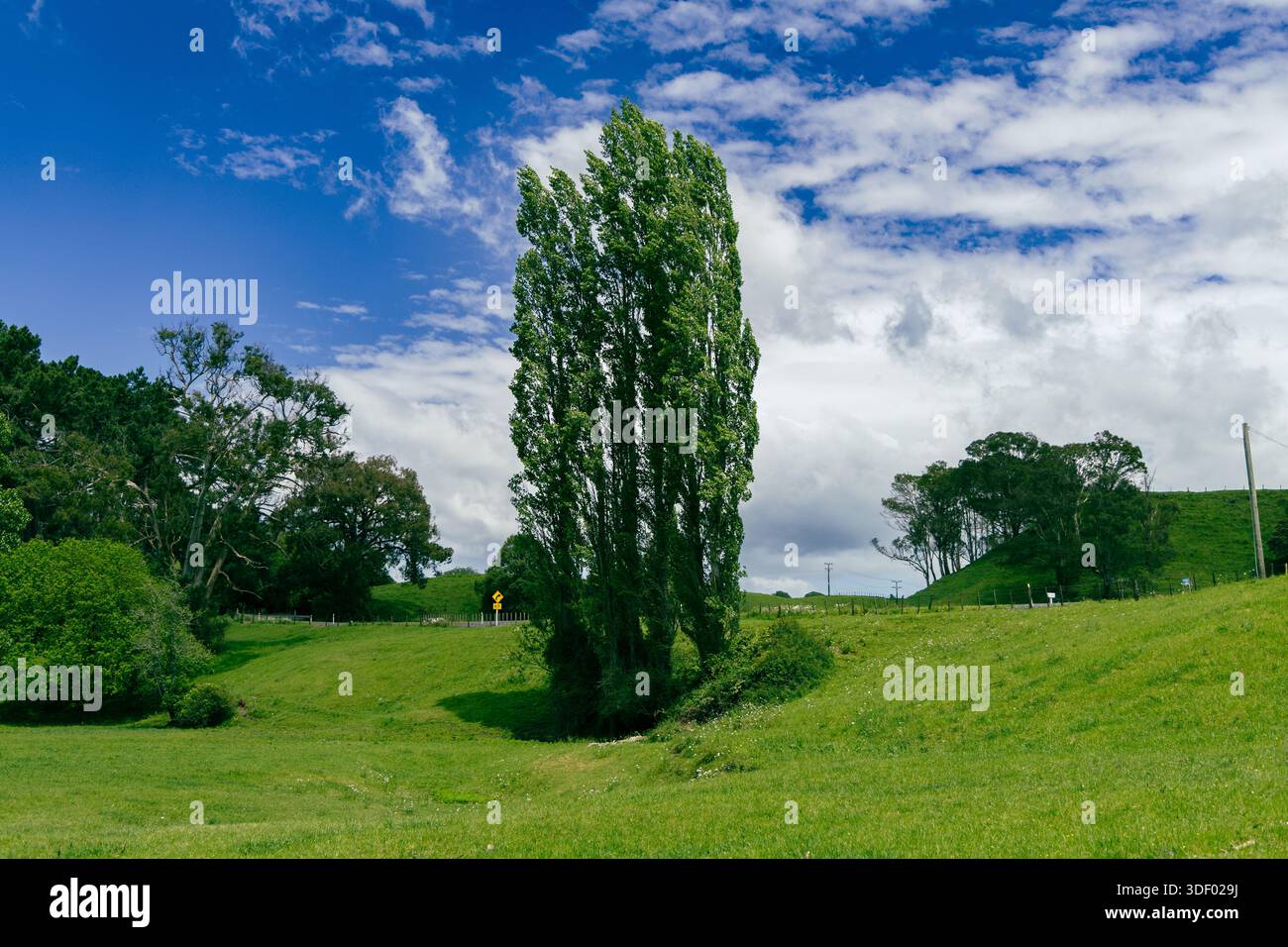 Clusters tall trees hi-res stock photography and images - Alamy