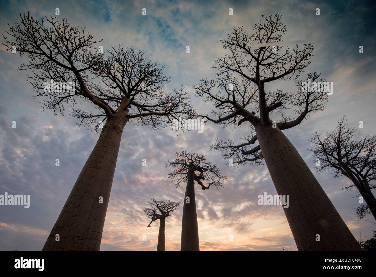 The Avenue of the Baobabs, or Allée des Baobabs, is one of Madagascar's ...