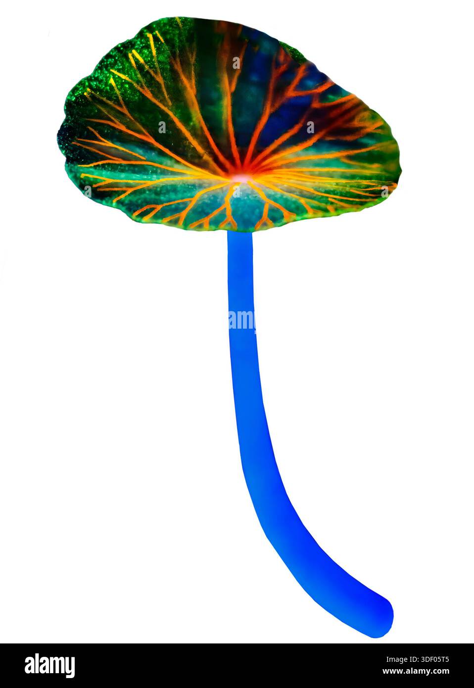 The atlantic forest Cut Out Stock Images & Pictures - Alamy