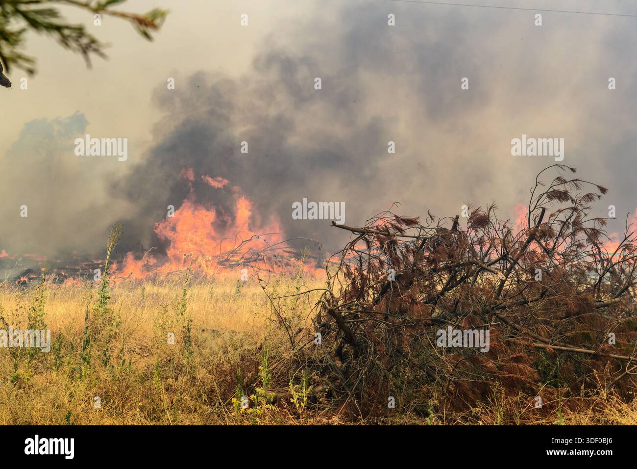 Flames burn through dry grass and piles of pine trees as the Longwood ...