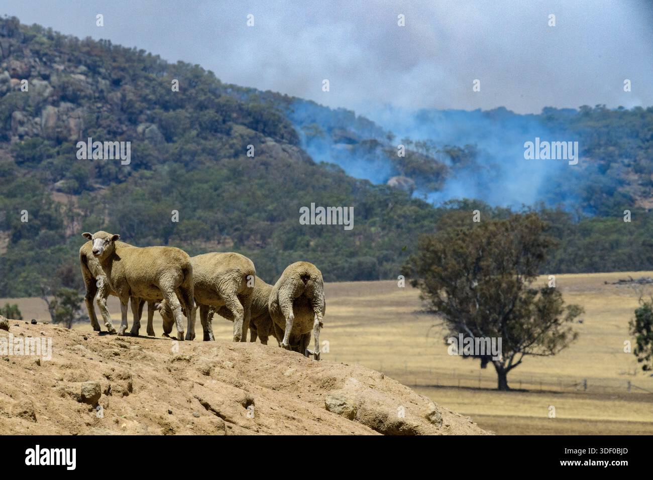 Sheep stand on a dam wall with bushfire smoke rising from nearby hills ...