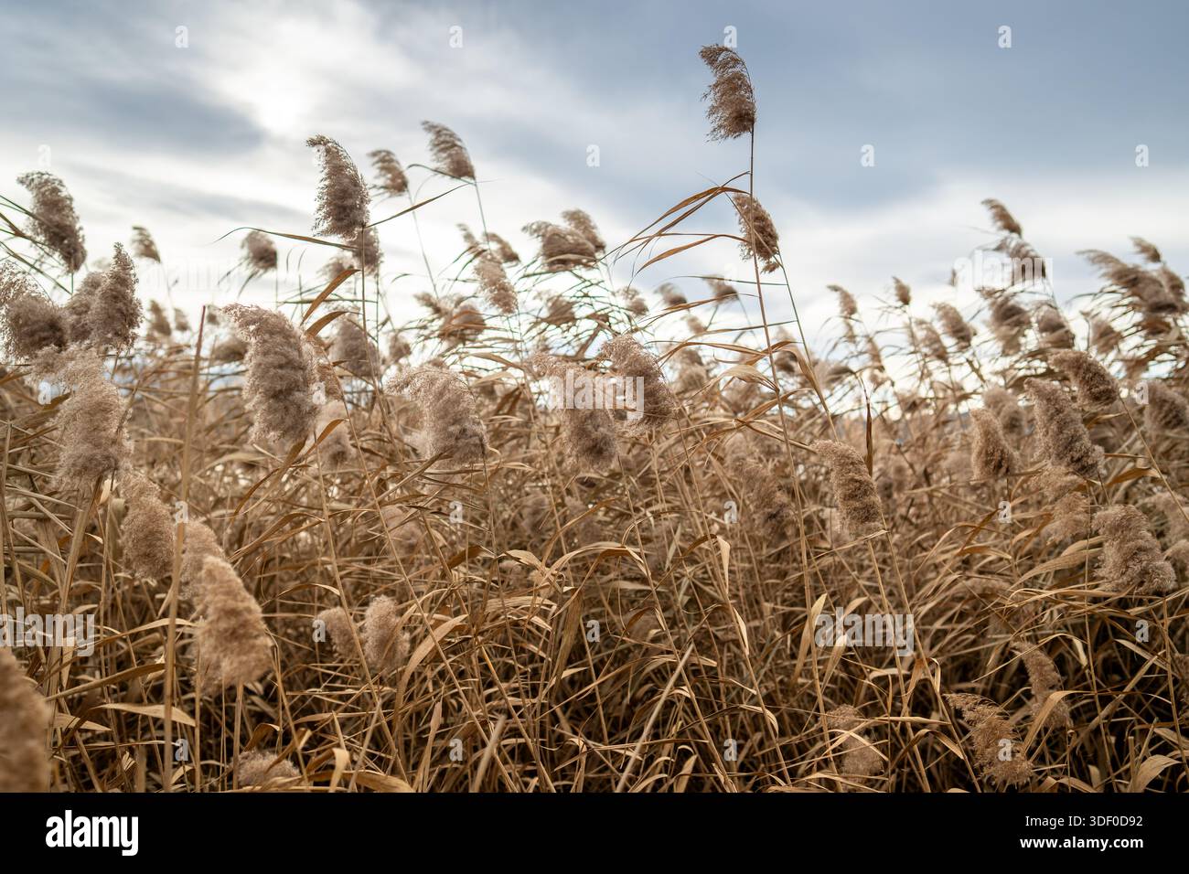 Fluffy dry plant swaying in hi-res stock photography and images - Alamy