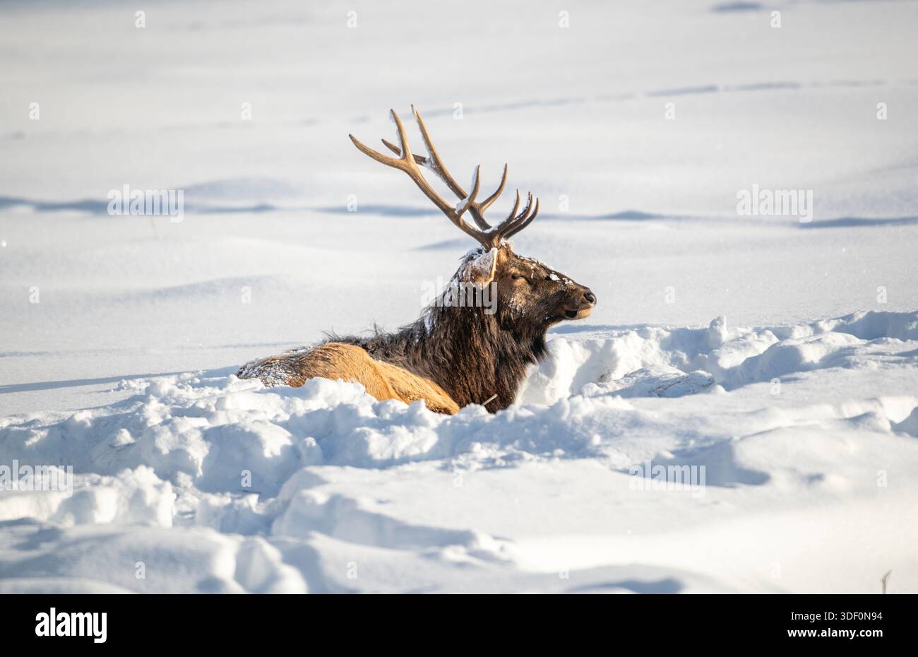 Elk (Cervus canadensis) in open meadow along Bow Valley Parkway, Banff ...