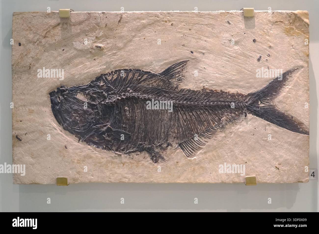 Detailed fossilized fish (palaeontology specimen) displayed at the ...