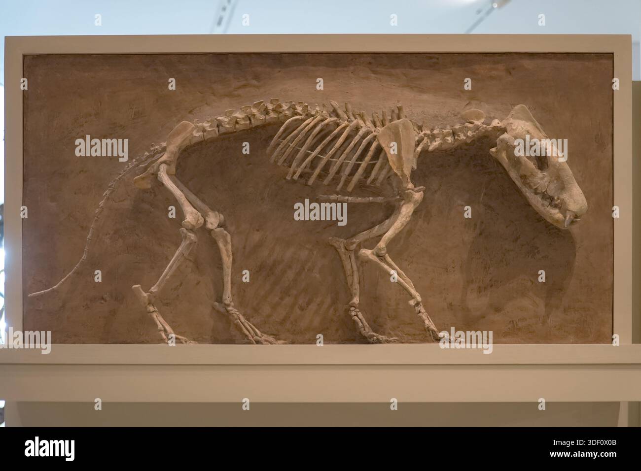 Royal Ontario Museum (ROM), Toronto. Prehistoric mammal fossil, ancient ...