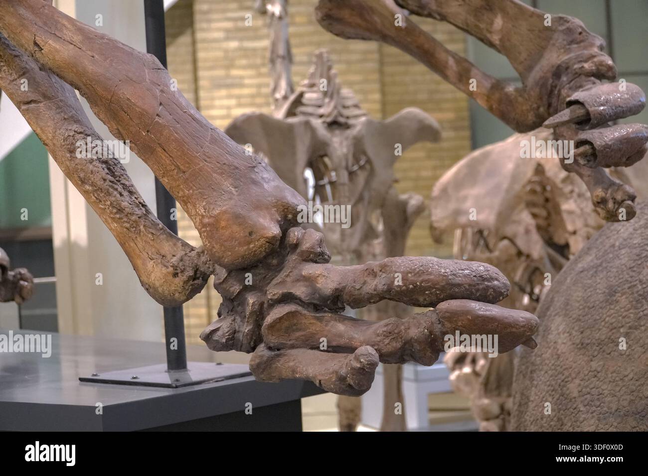 Eremotherium laurillardi skeleton. Giant ground sloth fossil, extinct ...