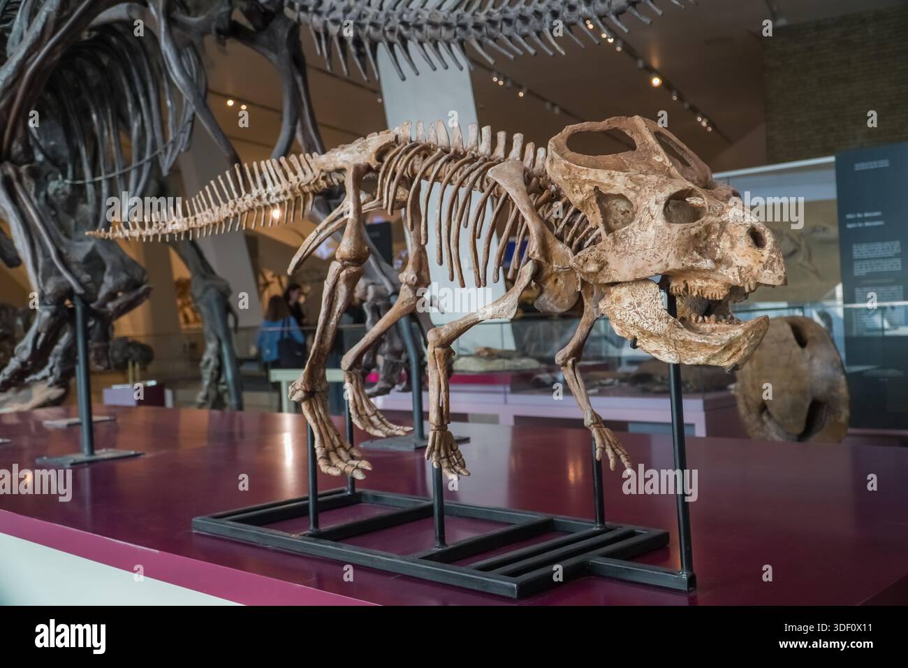 Royal Ontario Museum (ROM) Protoceratops andrewsi skeleton. Dinosaur ...