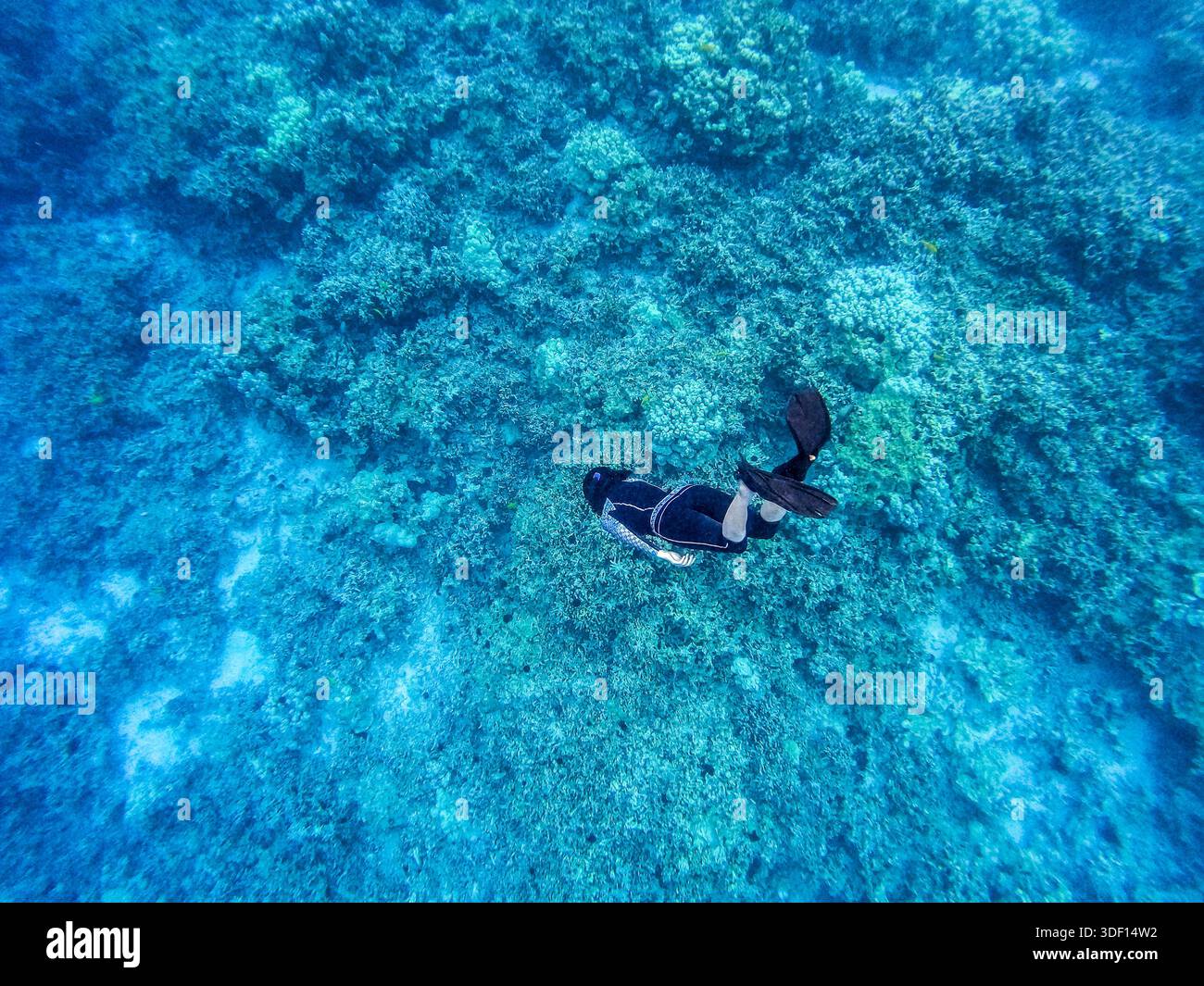 freediving among the coral reefs in the tropical waters of hawaii Stock ...