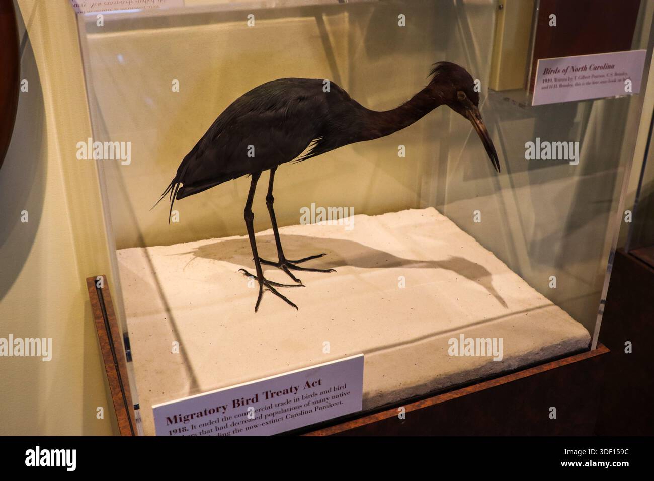 Preserved wading bird specimen displayed in a museum case, illustrating ...
