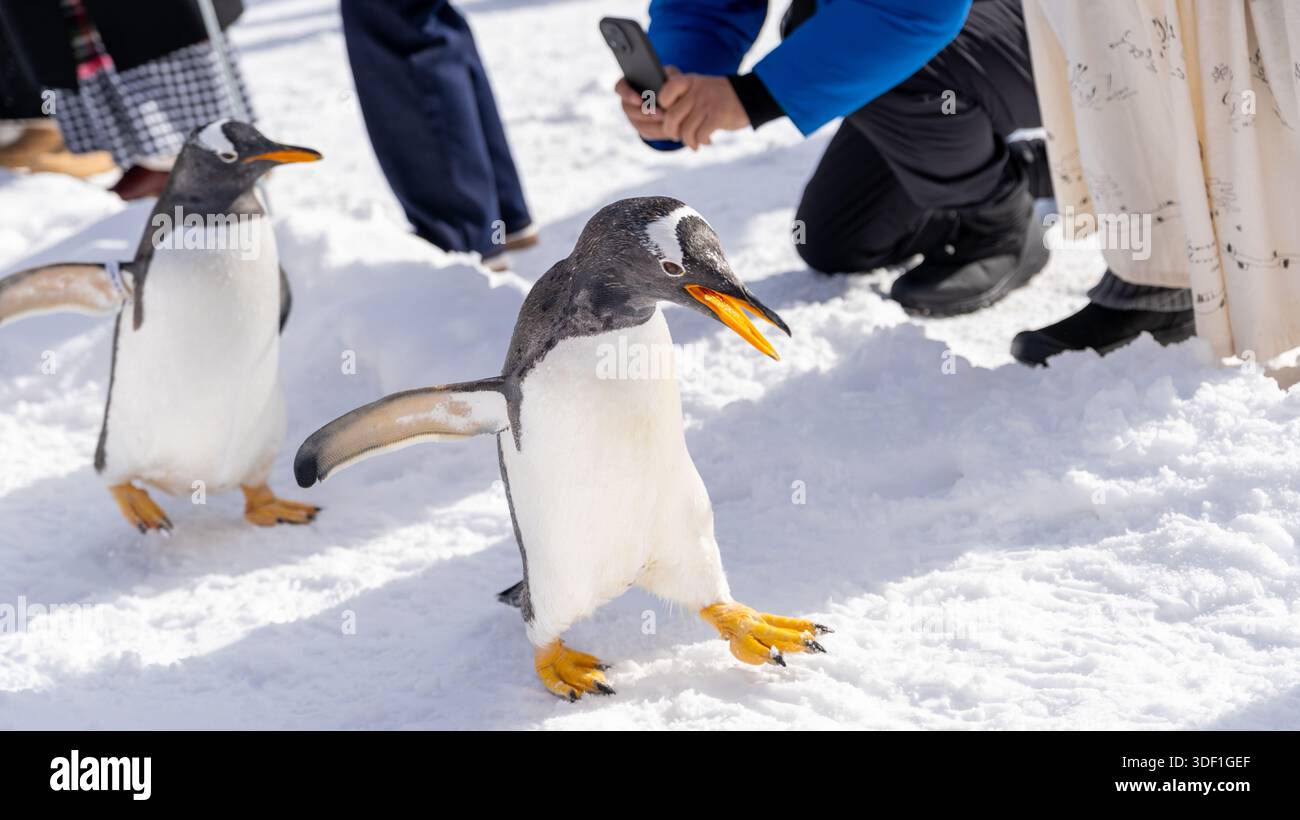 Otaru zoo hi-res stock photography and images - Alamy