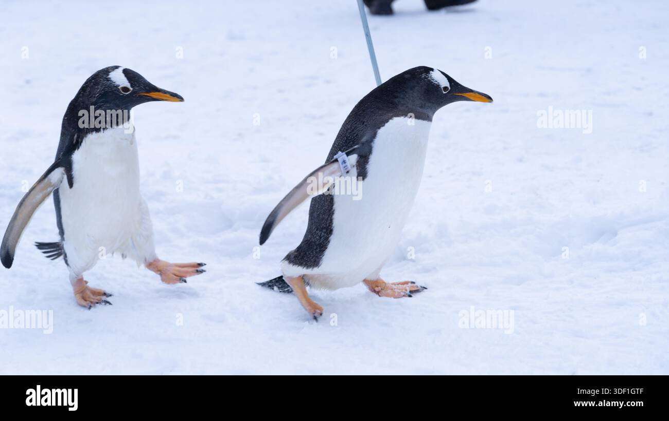 Otaru zoo hi-res stock photography and images - Alamy
