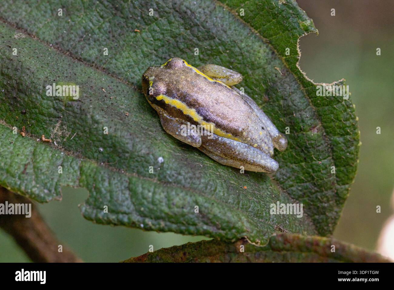 Betsileo Reed frog, Ranomafana, Madagascar, November 2025 Stock Photo ...