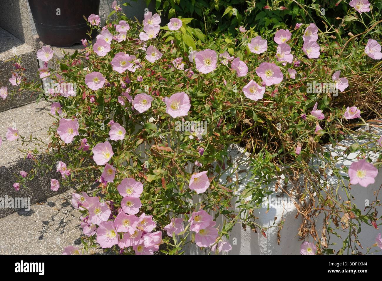 Pink evening primrose hi-res stock photography and images - Alamy
