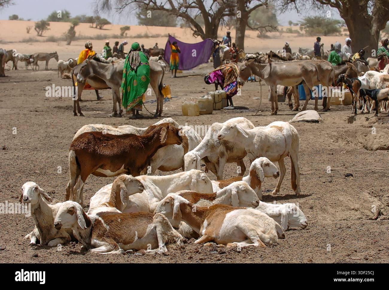 15/06/04. Chad, Africa. Civil war and drought. Refugees fleeing ...